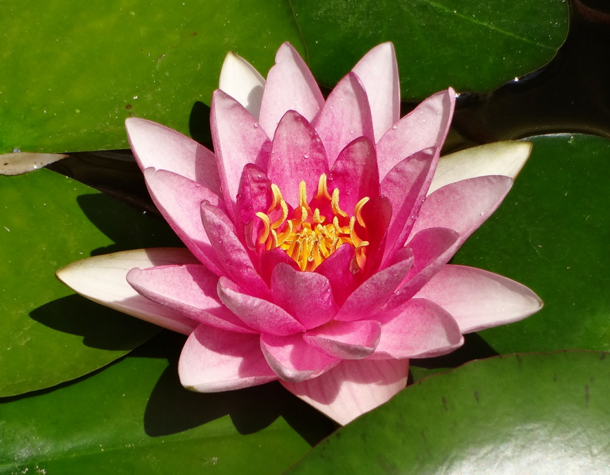 ~Maya Shedd’s Temple~ – Linda's Literary Home